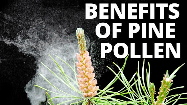 Everything You Need to Know About Pine Pollen – Addictive Wellness